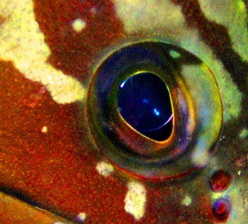 Tauchplatz Wrack der P31 - Malta/Gozo