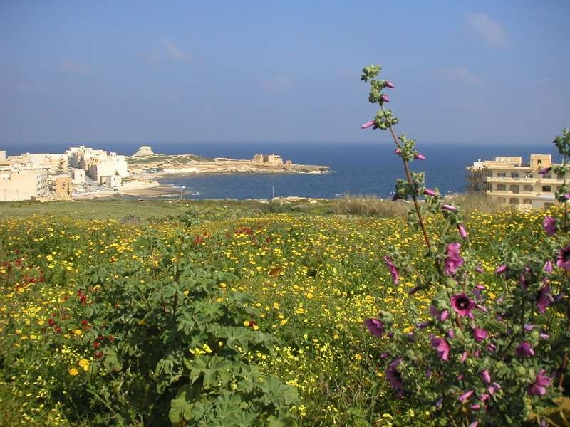 Tauchplatz Wrack der P31 - Malta/Gozo
