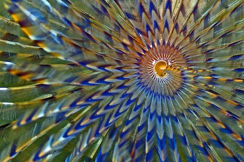 Tauchplatz Wrack der P31 - Malta/Gozo