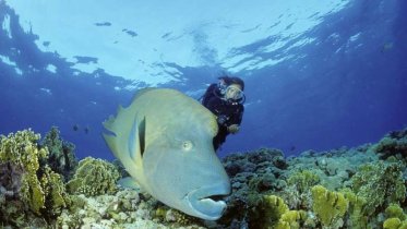 11 Tage St.Johns- Elba Reef
